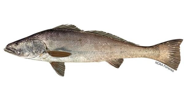 Der Totoaba – ein Fisch mit dem Spitznamen “Kokain der Meere ...